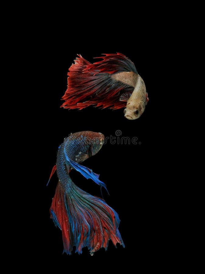 Dancing together stock photo. Image of halfmoon, dancing - 136645538