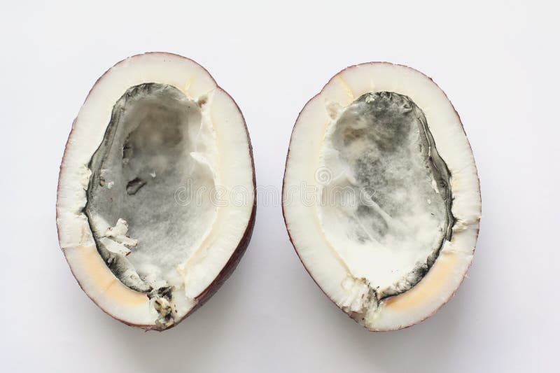 Coconut Spoiled with Mold Isolated on White Background. Top View Stock ...