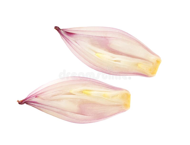 Two Halves of Peeled Shallots Isolated on White Background, Top View ...