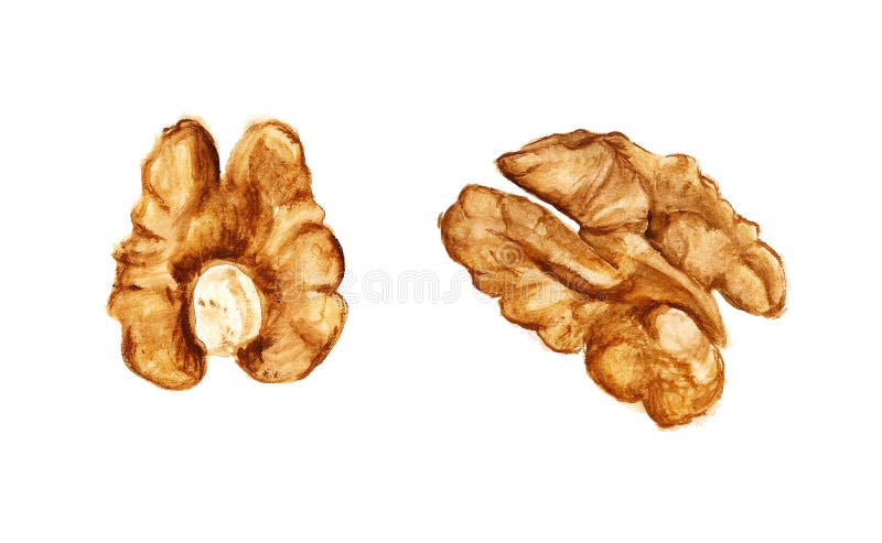 Two halves of walnut stock illustration. Illustration of painting ...