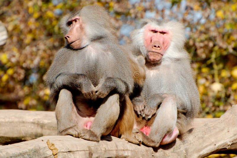 631 Two Baboons Stock Photos - Free & Royalty-Free Stock Photos from ...