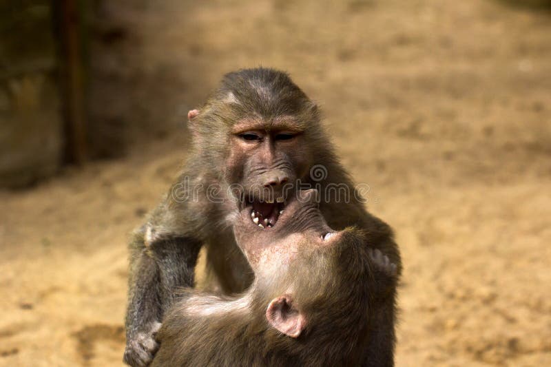Two Hamadryas Baboons stock image. Image of mandrillus - 115761299