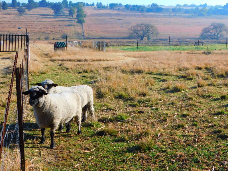 Front Side View of Two Hampshire Down Sheep Rams Standing Next To a ...