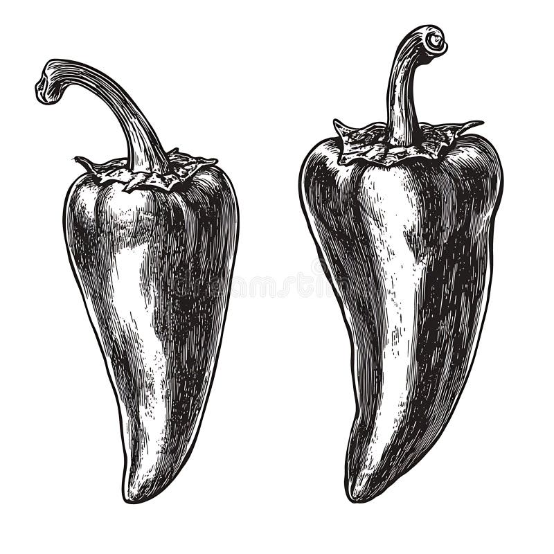 Two Hand-drawn Peppers, Monochrome, Detailed Ink Scketch Stock ...
