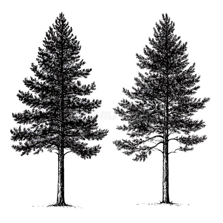 Two Hand-drawn Pine Trees, Detailed Illustration Hand Drawn Ink Sktech ...