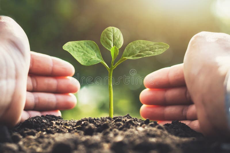 Two Hand Protection Caring Tree Stock Photo - Image of plantation ...