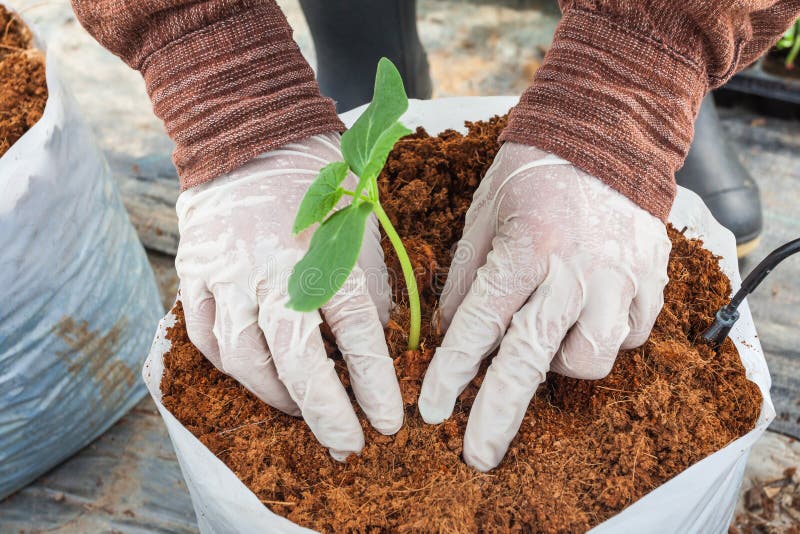 Two Hand Transplant Green Cucumber Stock Photo - Image of environment ...