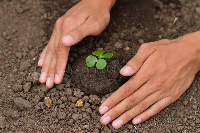 Volunteer Hand Protect Young Tree On Soil Stock Photo - Image of ...