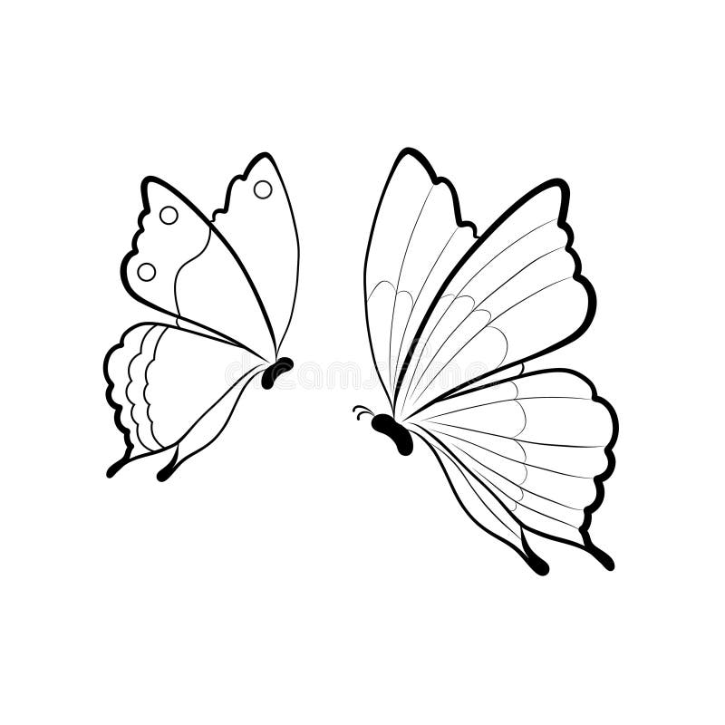 Two Handdrawing Species of Butterflies Vector Illustration Stock ...
