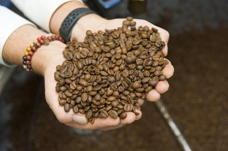 Two Hands Holding Coffee Beans Stock Photos - Free & Royalty-Free Stock ...
