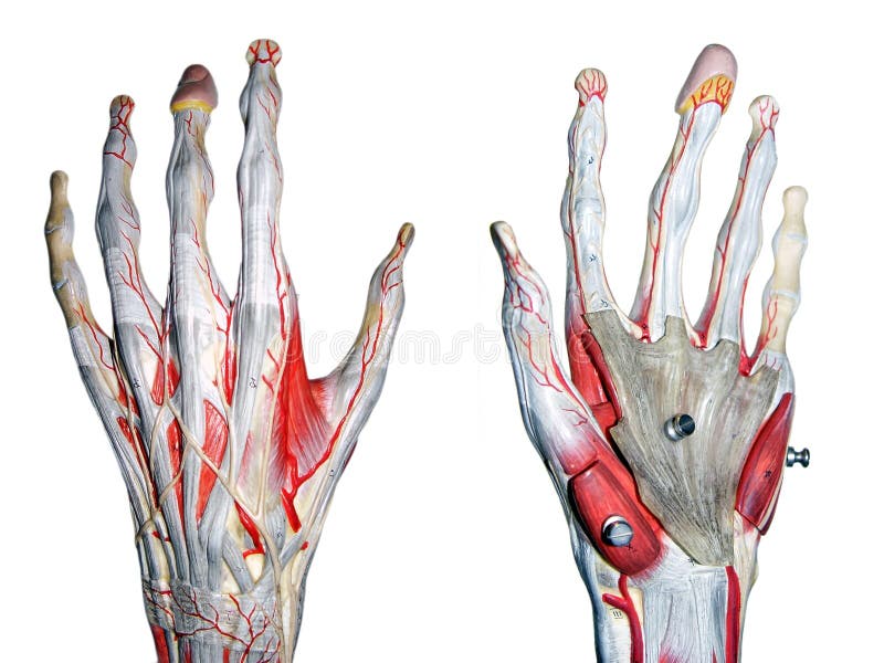 Skeleton Hand 2 Fingers Up Stock Photos - Free & Royalty-Free Stock ...