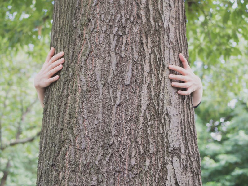 Hands Embracing a Tree Trunk in a Park Stock Photo - Image of hand ...