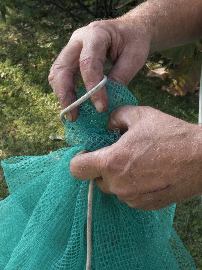 Two Hands Fix a Green Grid for Olive Oiling with the Help of a T Stock ...