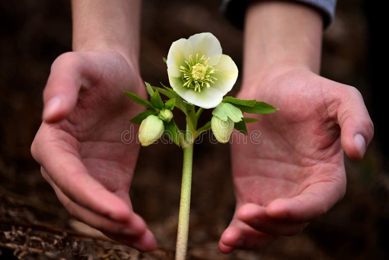 Between the Two Hands of Flowers Stock Image - Image of foliage, life ...