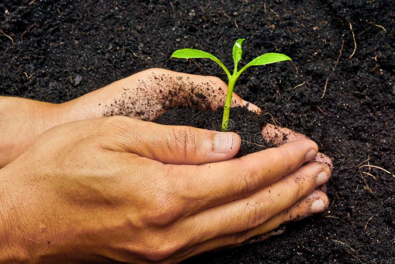 Two hands growing a tree stock photo. Image of fertilizing - 35691298