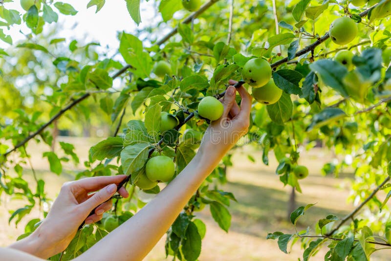 Two Hands Holding an Apple Tree Brunch Collecting Green Apples Stock ...