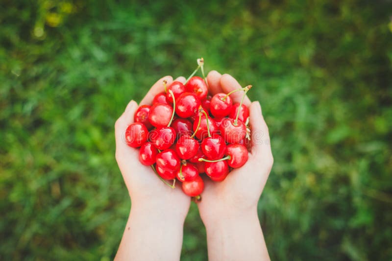 Two Hands Holding Bunch of Fresh Cherries Stock Image - Image of bunch ...