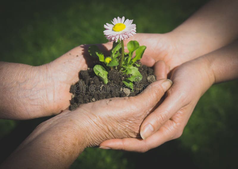 Two hands holding flower. stock image. Image of gardening - 116807157