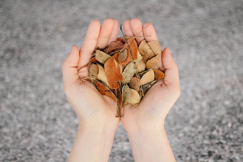 Two Hands Human Hold Leaves Dry Life Concept Stock Image - Image of ...