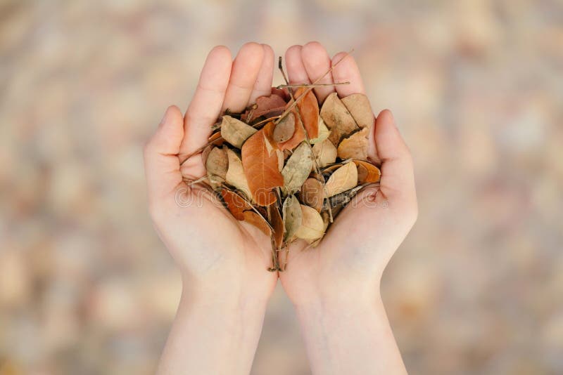 Two Hands Human Hold Leaves Dry Life Concept Stock Photo - Image of ...