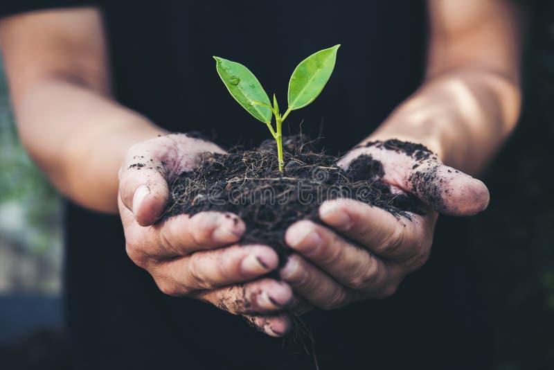 Two Hands of the Men Were Holding Seedling Stock Photo - Image of ...