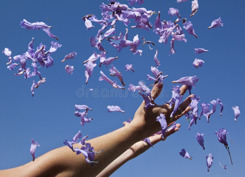 Two Hands Throwing Jacaranda Flowers Stock Image - Image of floral ...