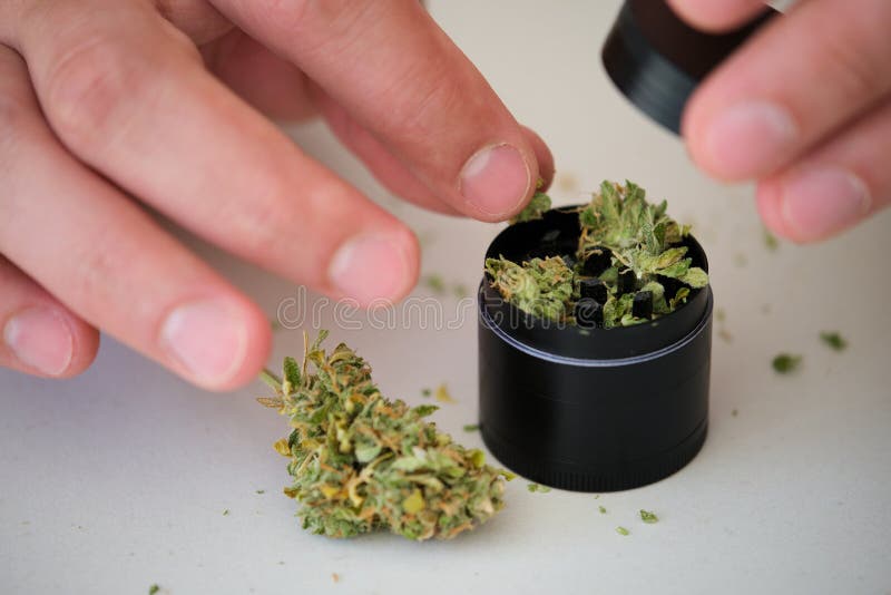 Two Hands Using a Cannabis Grinder To Shred the Buds. Stock Photo ...