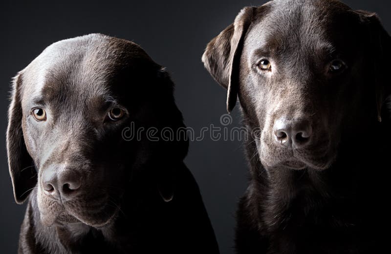 Two Handsome Chocolate Labradors Stock Image - Image of animal, beauty ...