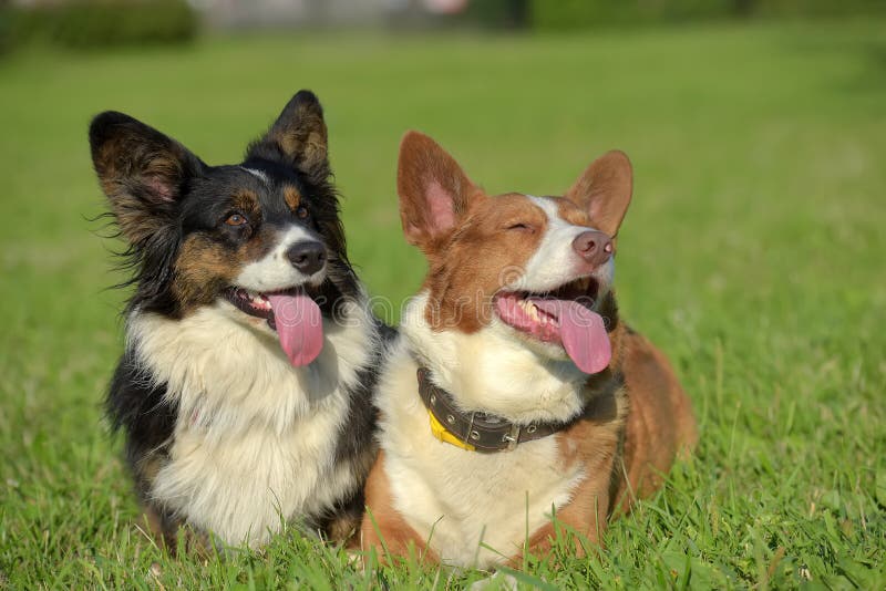 Two welsh corgi cardigan stock image. Image of looking - 121605737