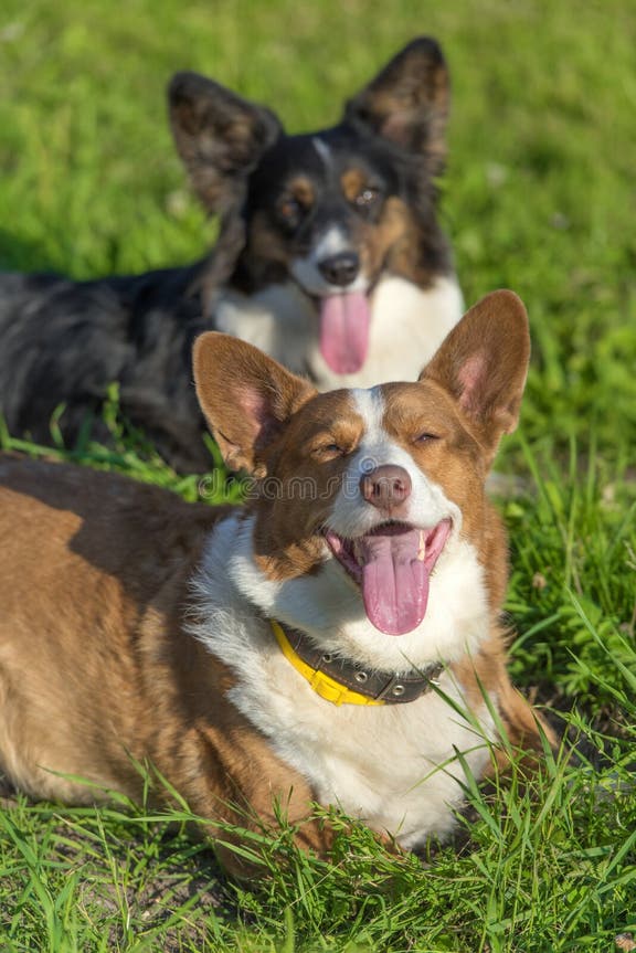 Two welsh corgi cardigan stock image. Image of doggy - 121605739