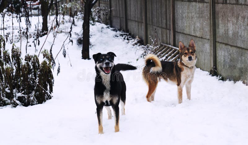 Two Beautiful Dogs on the Snow. Stock Image - Image of mammal, running ...