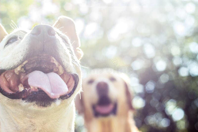 Two Happy Dog Friends in the Park Playing Stock Photo - Image of group ...