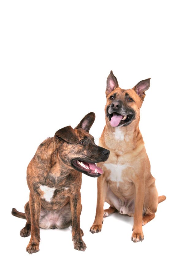 Two happy dogs stock photo. Image of doggy, waiting, cute - 10120396
