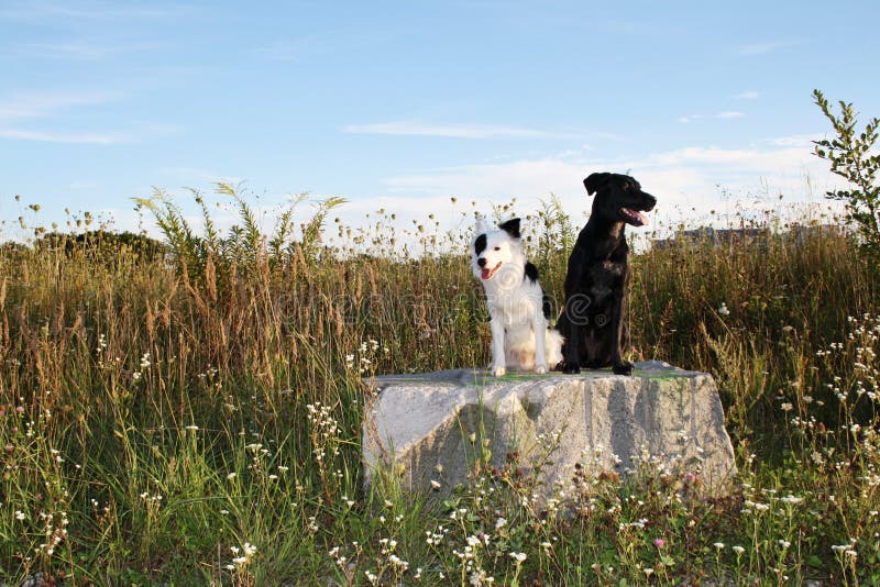 Two happy dogs (2) stock image. Image of cheerful, labrador - 29005741