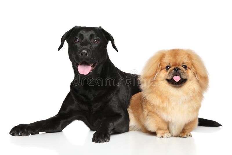 5,288 Two Happy Dogs White Background Stock Photos - Free & Royalty ...