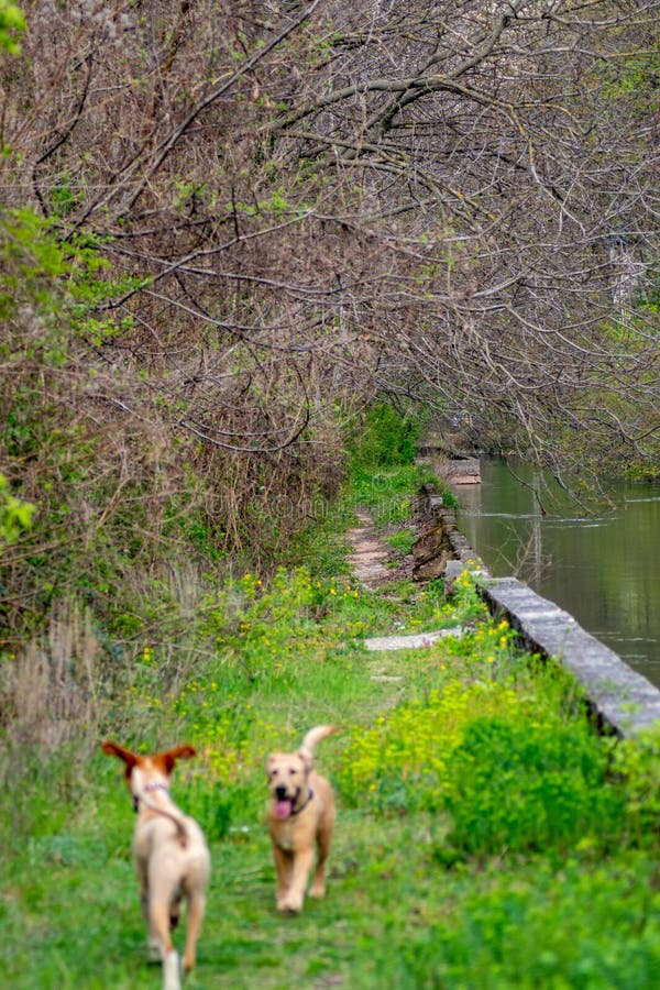 Two Happy Dogs Joyfully Run by the River Channel in the Nature Stock ...