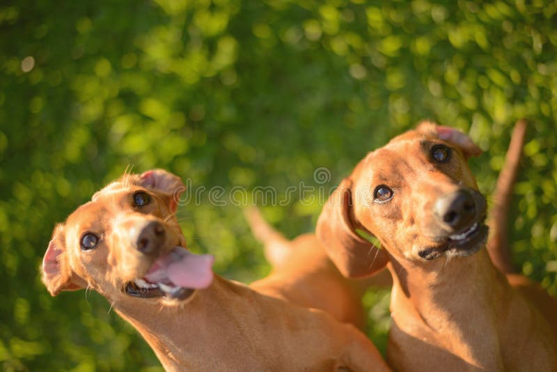 Two Happy Dogs stock image. Image of happiness, animal - 64625815