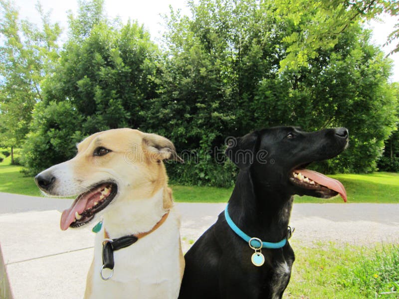 Happy dogs running stock image. Image of outdoor, animals - 21313863