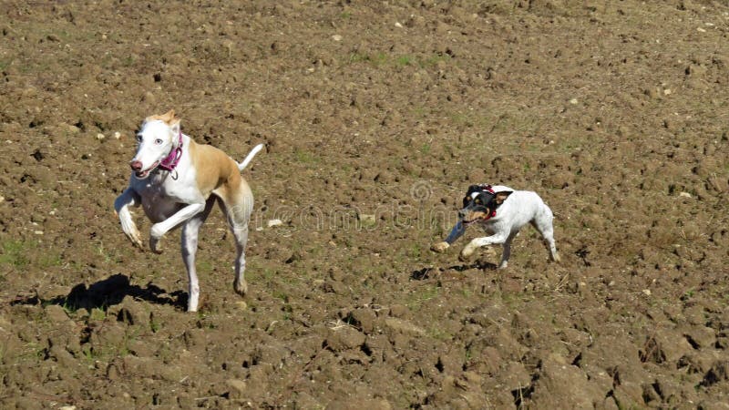 Two Happy Dogs Play Together in a Field. Stock Image - Image of canine ...