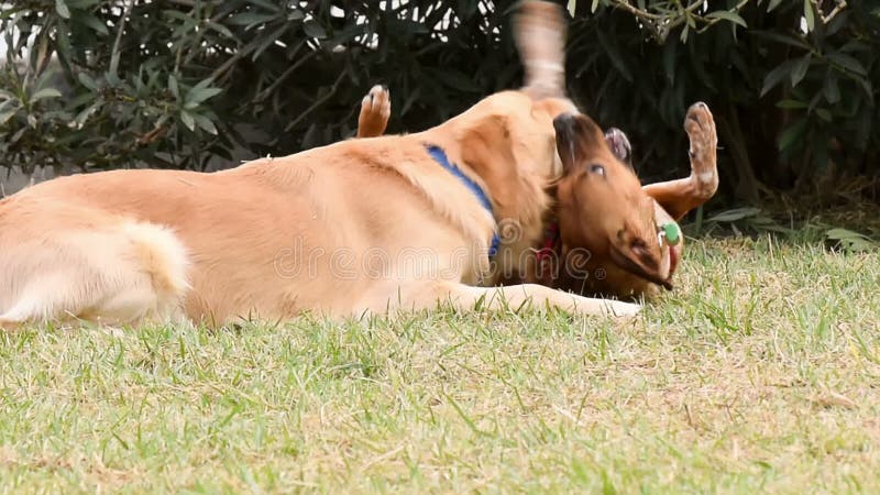 Two Happy Dogs Play Together on a Walk in the Park Next To the Owner S ...