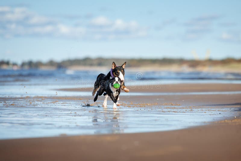 Two Happy Dogs Running on the Beach with a Toy Ball Stock Image - Image ...