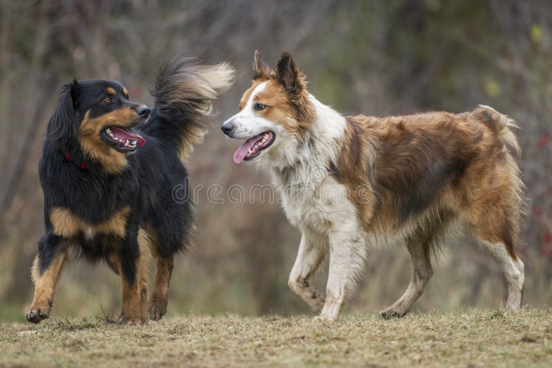 Two Happy Dogs Walking Together in a Grassy Field Stock Image - Image ...