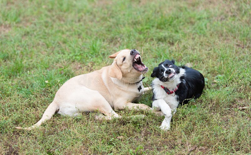 Two Happy, Funny Dog Play in Grass Stock Photo - Image of happiness ...
