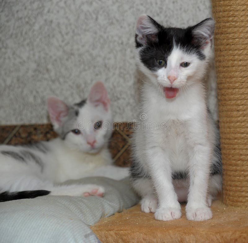 Two happy kittens together stock photo. Image of friendly - 183534338