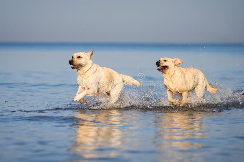 Two Happy Labrador Dogs Running in Water Stock Photo - Image of action ...