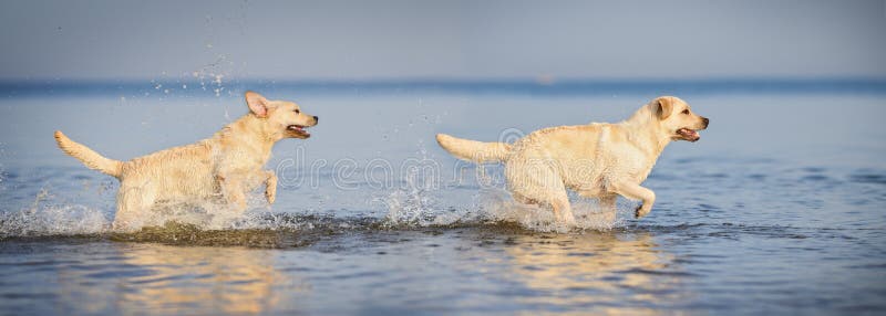 Two Happy Dogs Running in Water after Each Other Stock Photo - Image of ...