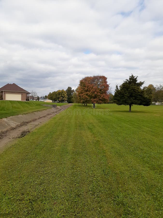 Two happy little trees stock image. Image of water, soil - 233479533