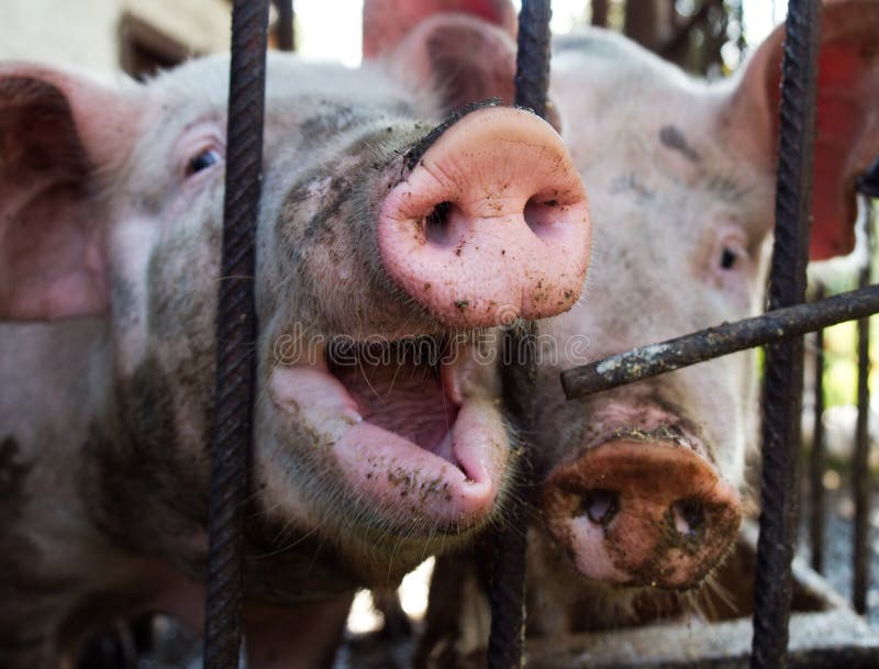Two happy pigs behind bars stock photo. Image of farm - 57797442