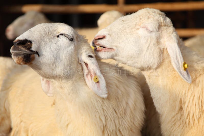 Two Happy Sheep Smiling in the Farm Stock Photo - Image of flock ...
