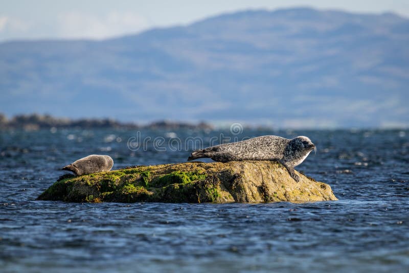 Two Harbor Seals Lying on Top of a Mossy Rock in the Ocean Stock Photo ...